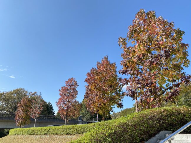 深まる秋… | YOGANSU