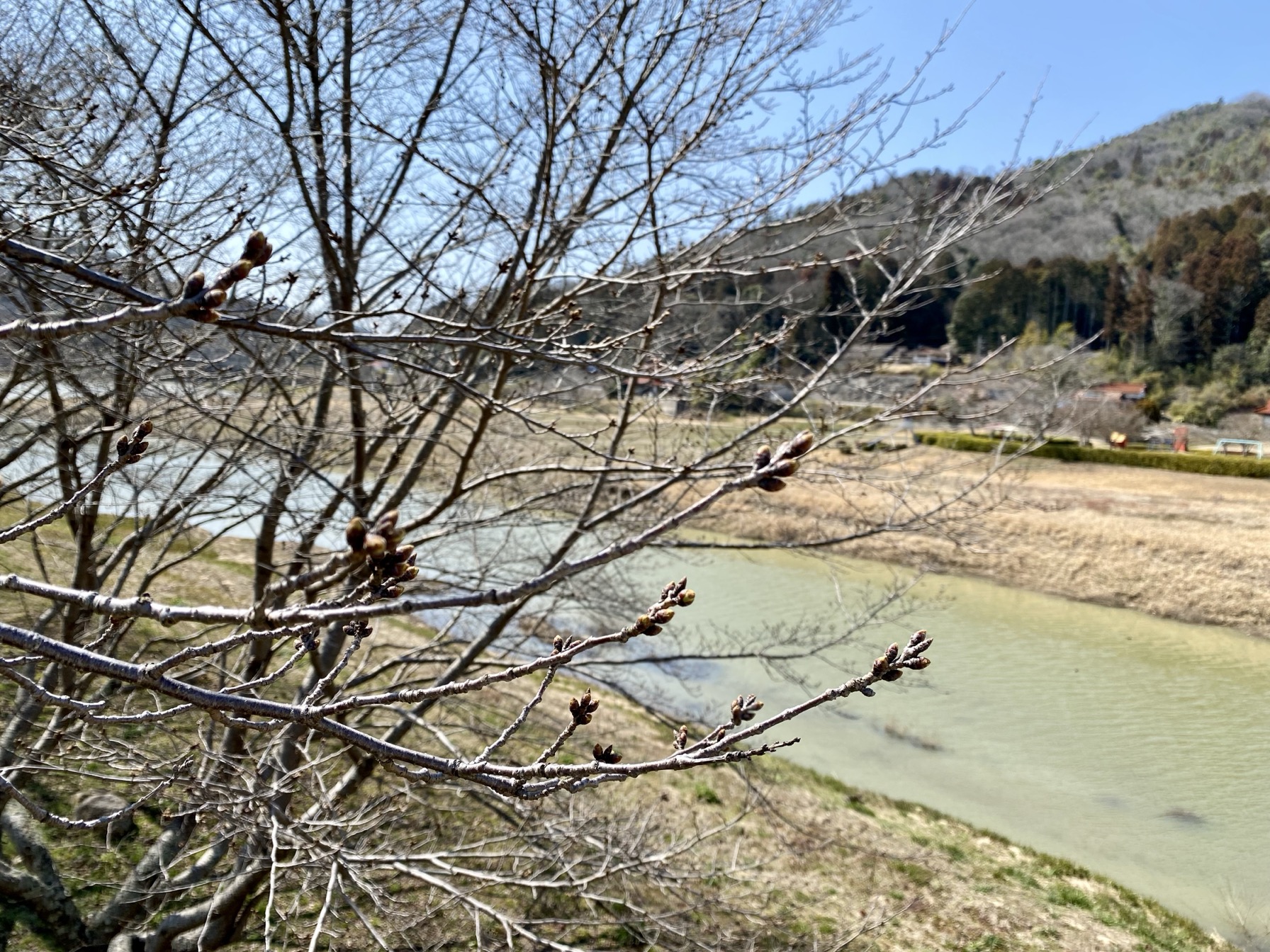 今日の白竜湖 桜便り | YOGANSU