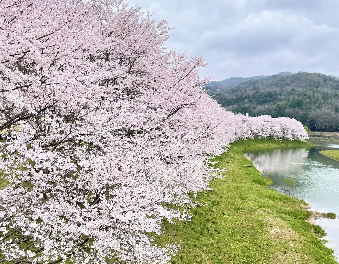 『YOGANSU桜花火フェア』の御礼 | YOGANSU