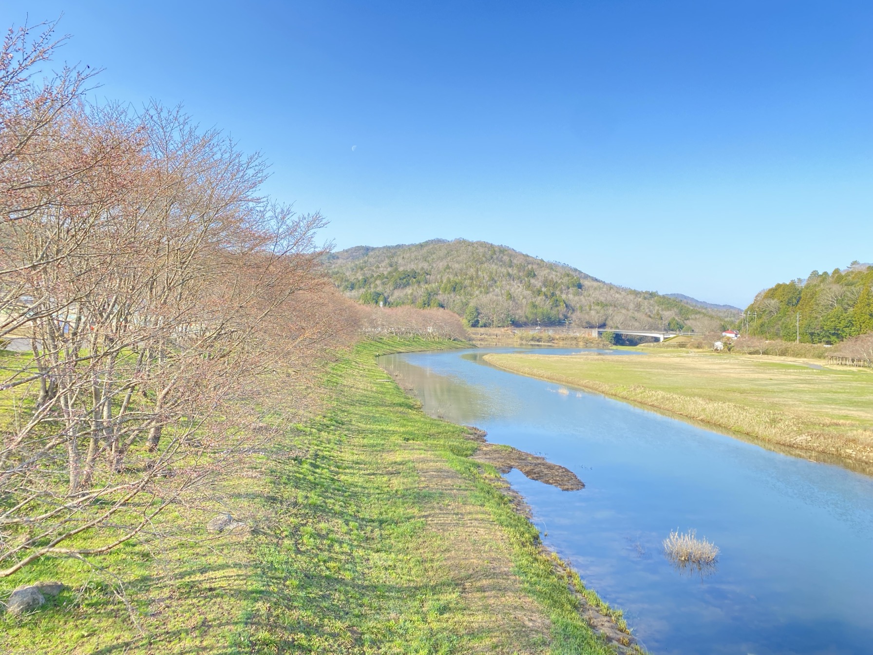 今日の白竜湖 桜便り | YOGANSU