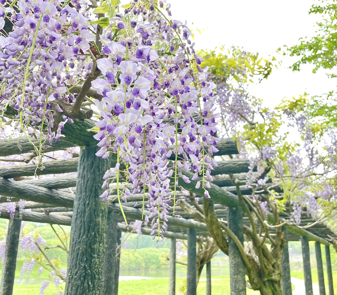 雨のGW最終日 | YOGANSU